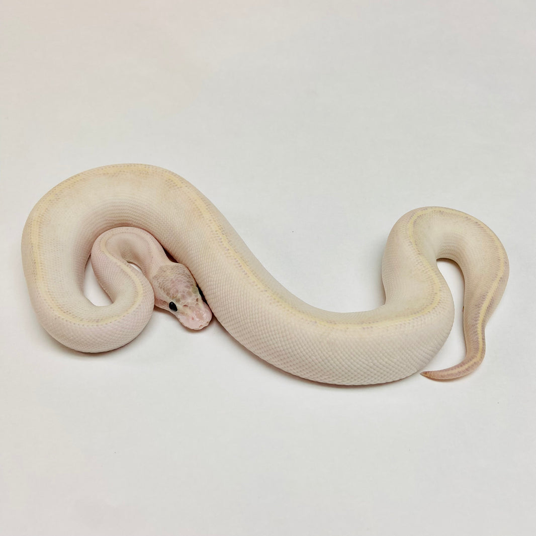 Ball Pythons for Sale at BHB Reptiles - High Quality & Wide Variety in ...