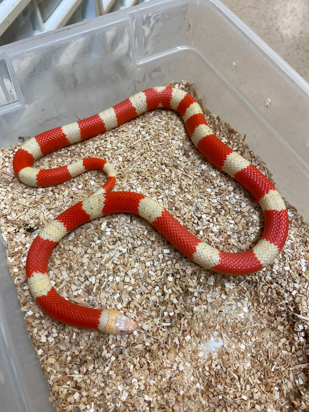 Milk Snakes For Sale - BHB Reptiles