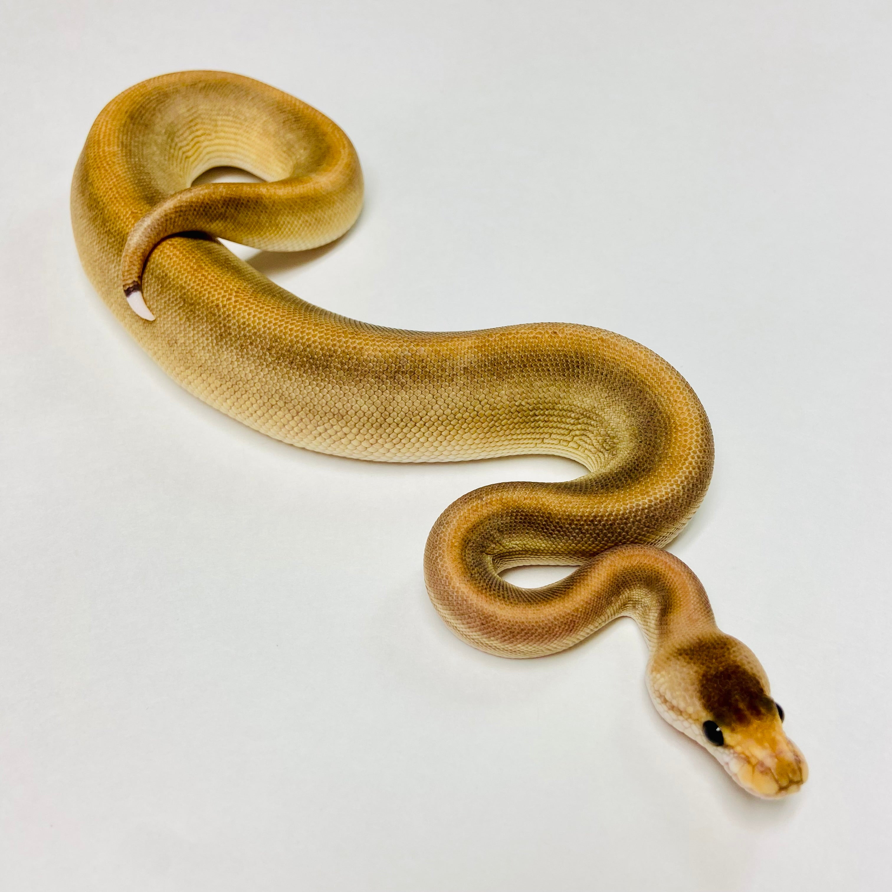 Ball Pythons for Sale at BHB Reptiles - High Quality & Wide Variety in ...