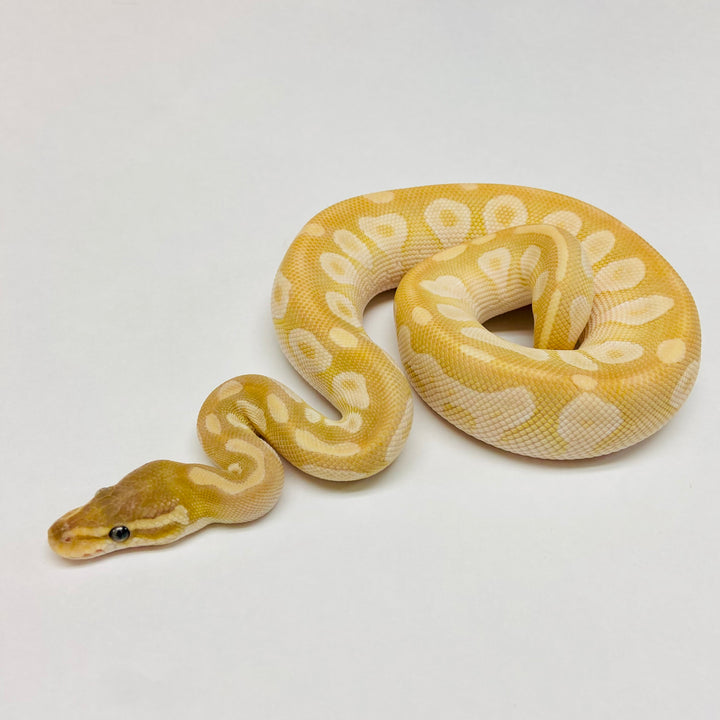 Ball Pythons for Sale at BHB Reptiles - High Quality & Wide Variety in ...