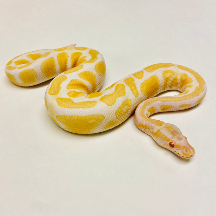 Ball Pythons for Sale at BHB Reptiles - High Quality & Wide Variety in ...