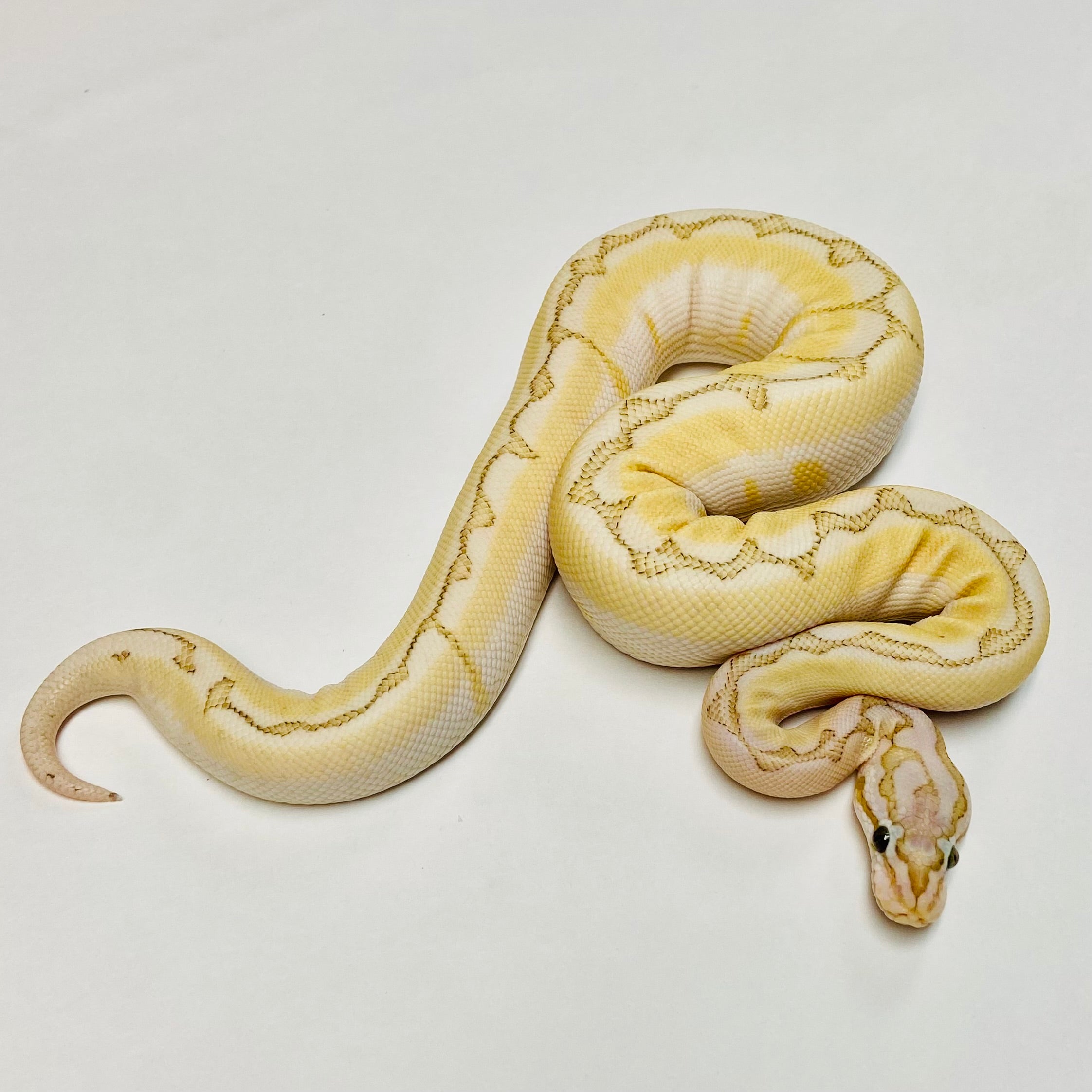 Products – Page 2 – BHB Reptiles