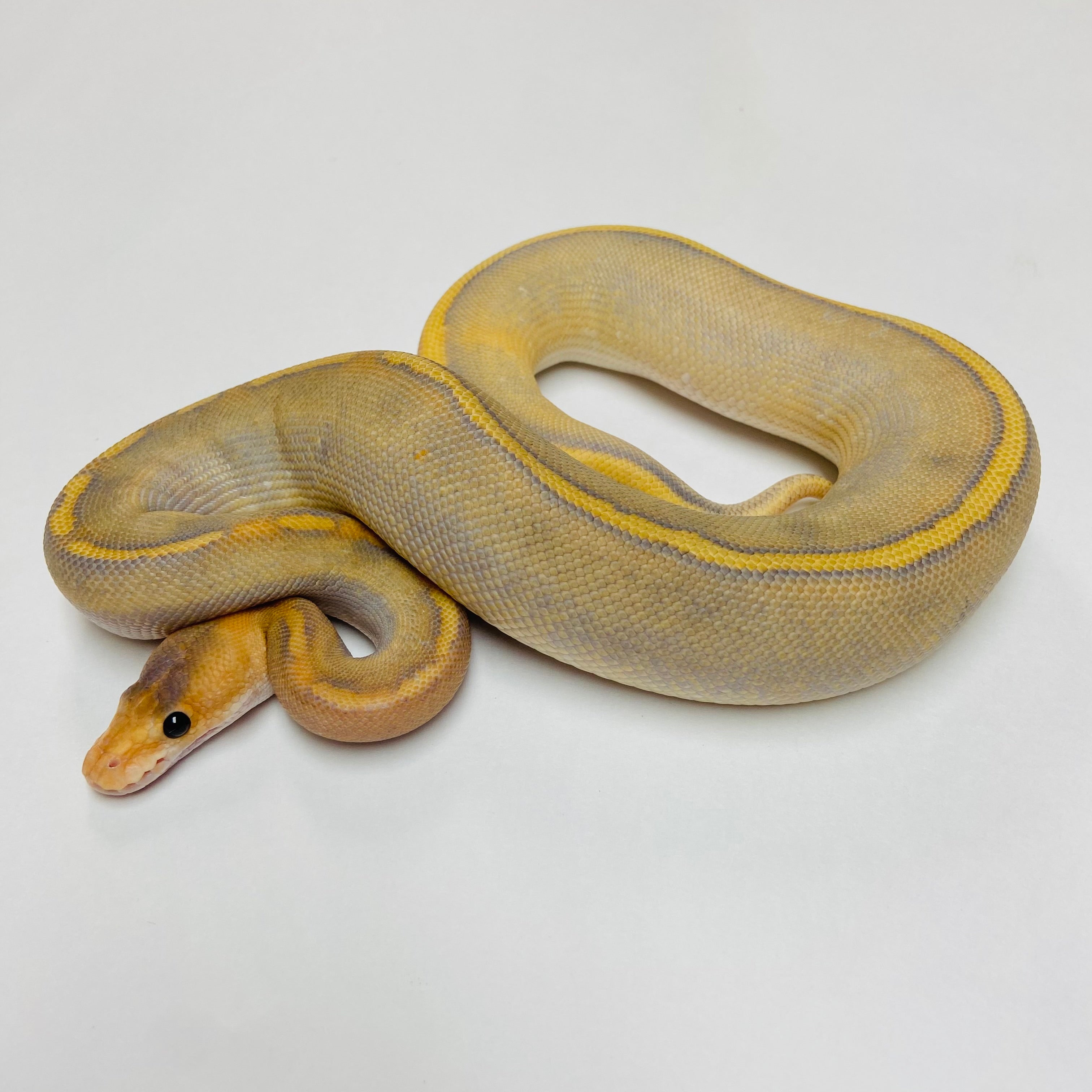 Ball Pythons for Sale at BHB Reptiles - High Quality & Wide Variety in ...
