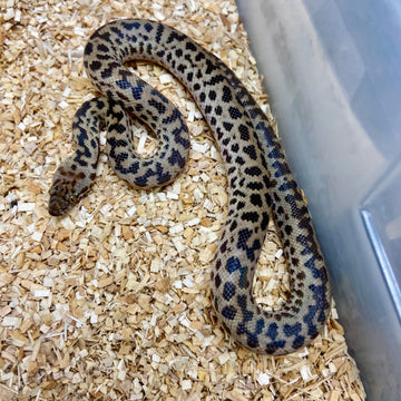 Spotted Pythons – BHB Reptiles