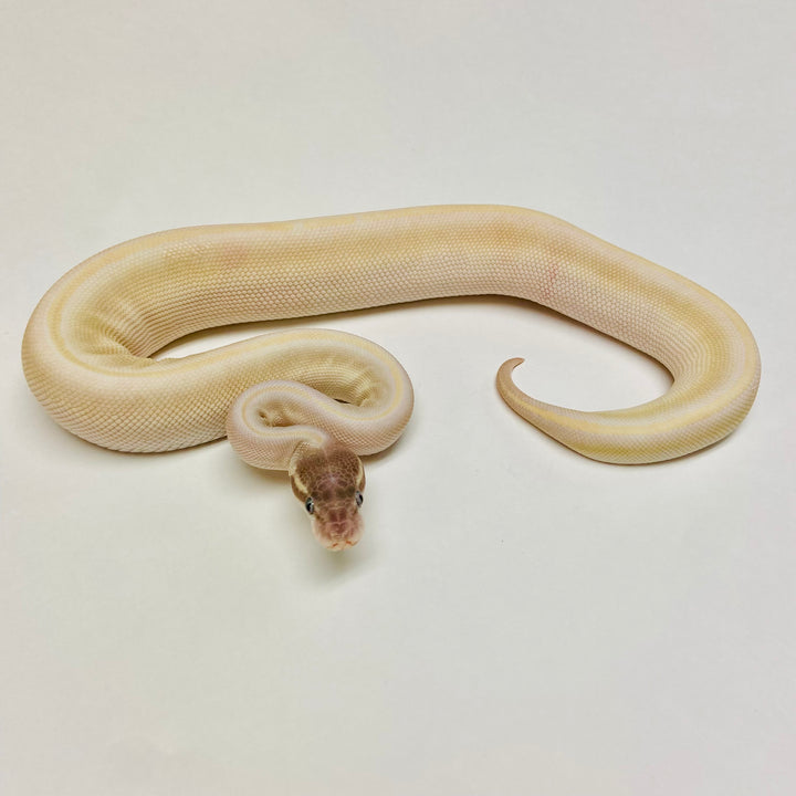 Ball Pythons for Sale at BHB Reptiles - High Quality & Wide Variety in ...