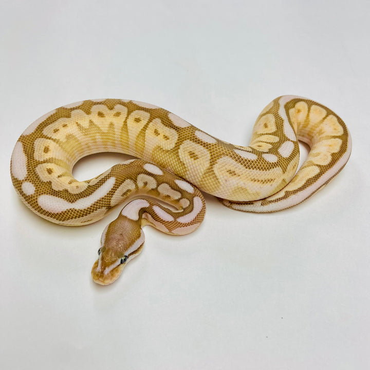 Ball Pythons for Sale at BHB Reptiles - High Quality & Wide Variety in ...