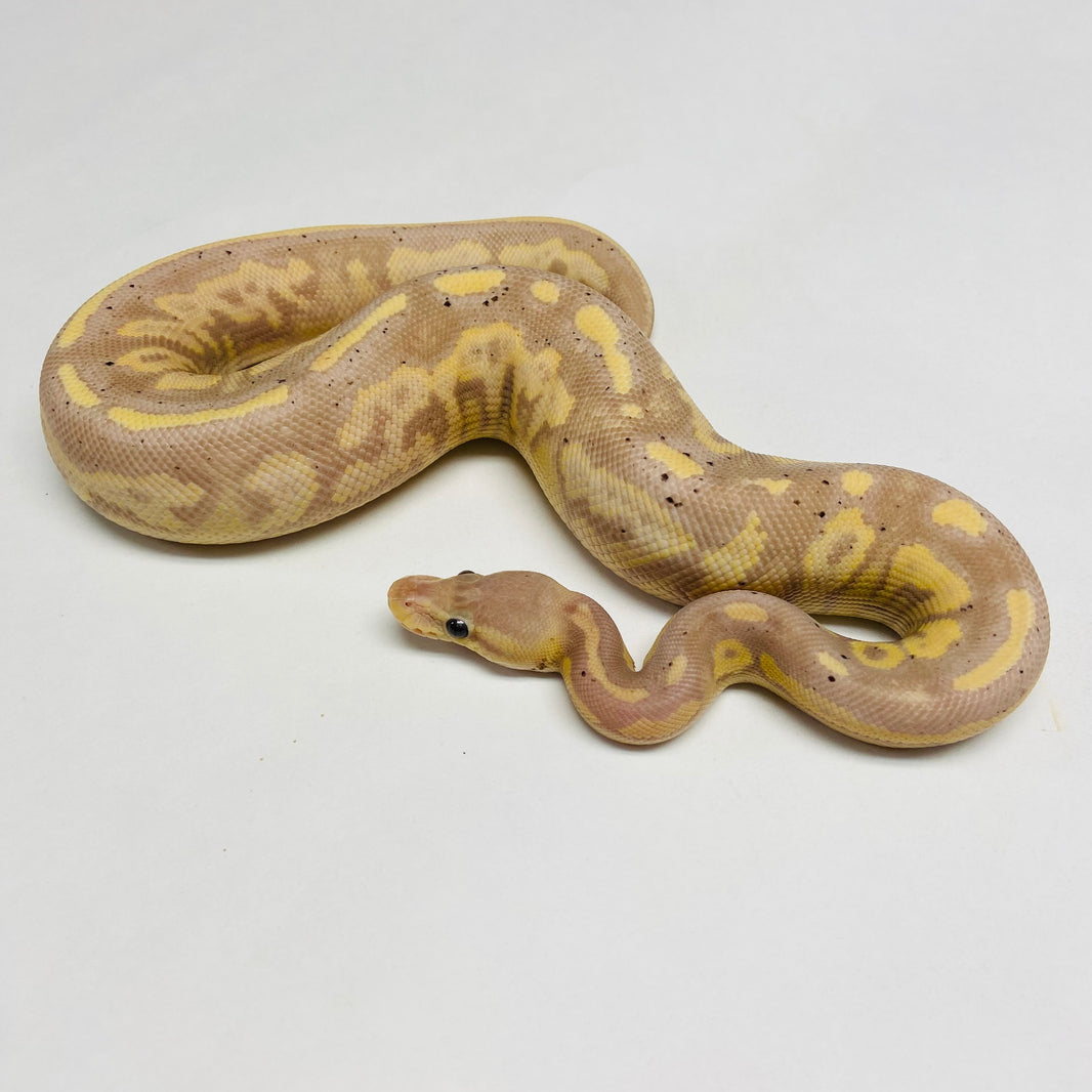 Ball Pythons for Sale at BHB Reptiles - High Quality & Wide Variety in ...