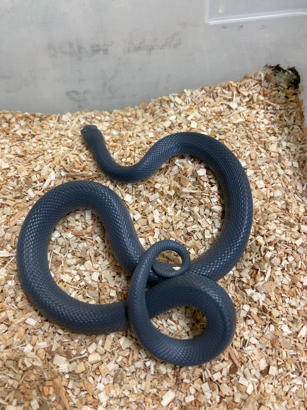 House Snakes – BHB Reptiles
