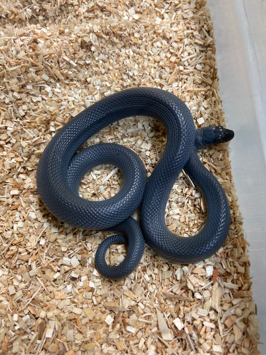 House Snakes – BHB Reptiles