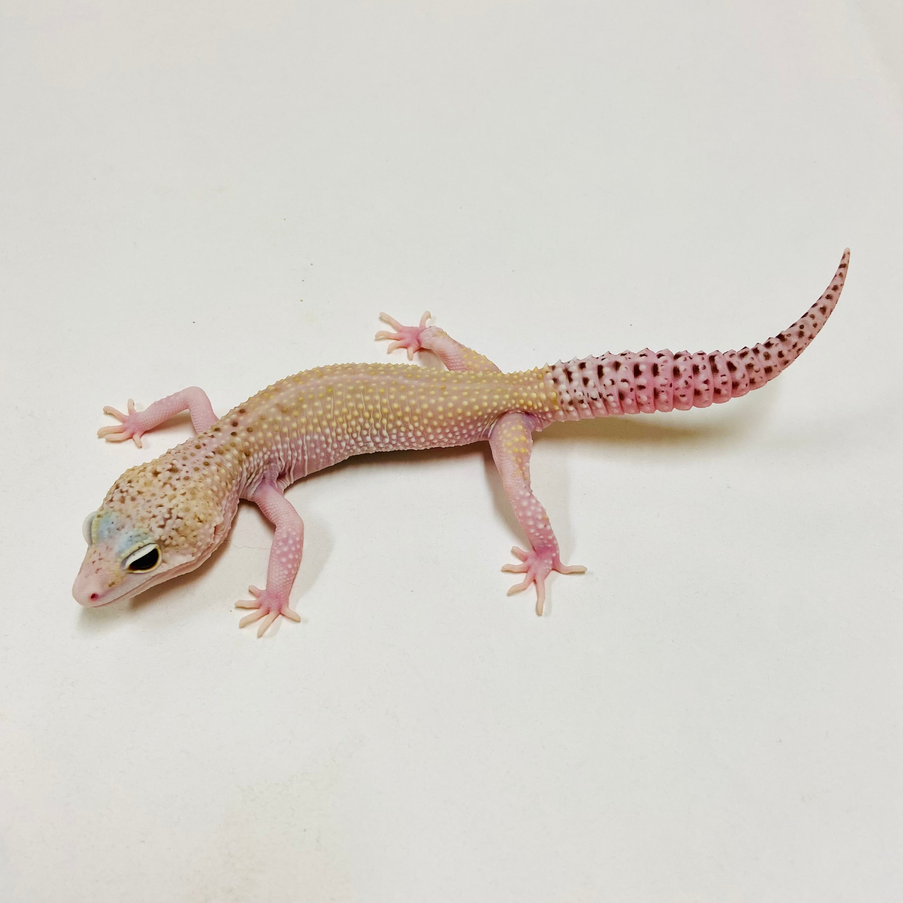 Leopard Geckos for Sale at BHB! Top Quality & Vast Selection in the US ...