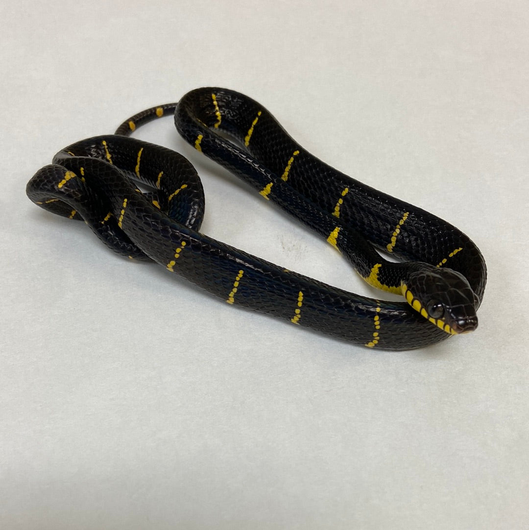 Mangrove Snakes For Sale - Priority Overnight Shipping Or Pickup – BHB ...