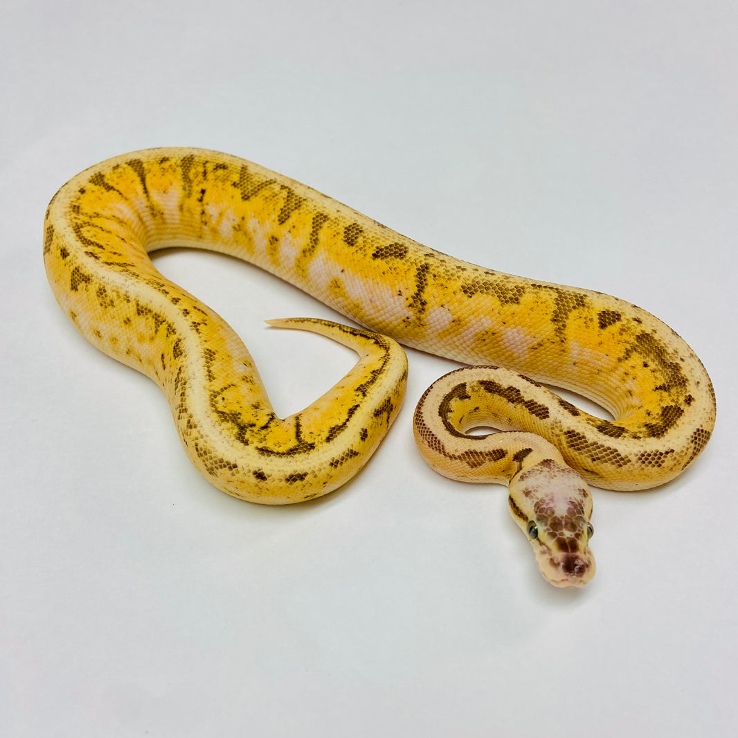 Ball Pythons for Sale at BHB Reptiles - High Quality & Wide Variety in ...