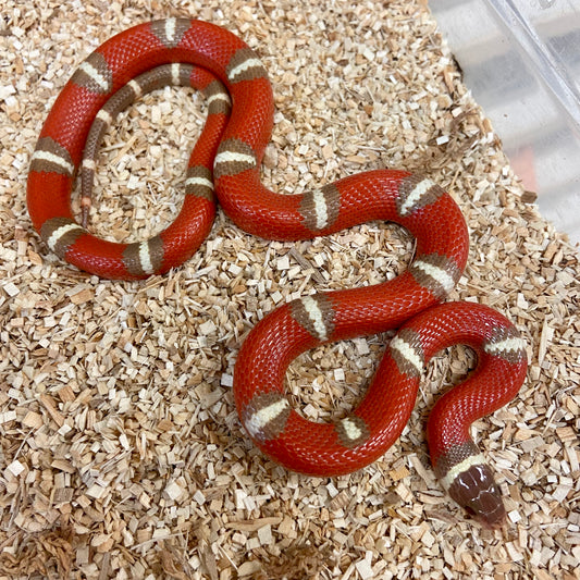 Milk Snakes For Sale - BHB Reptiles