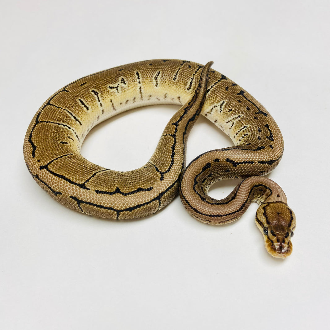 Ball Pythons for Sale at BHB Reptiles - High Quality & Wide Variety in ...