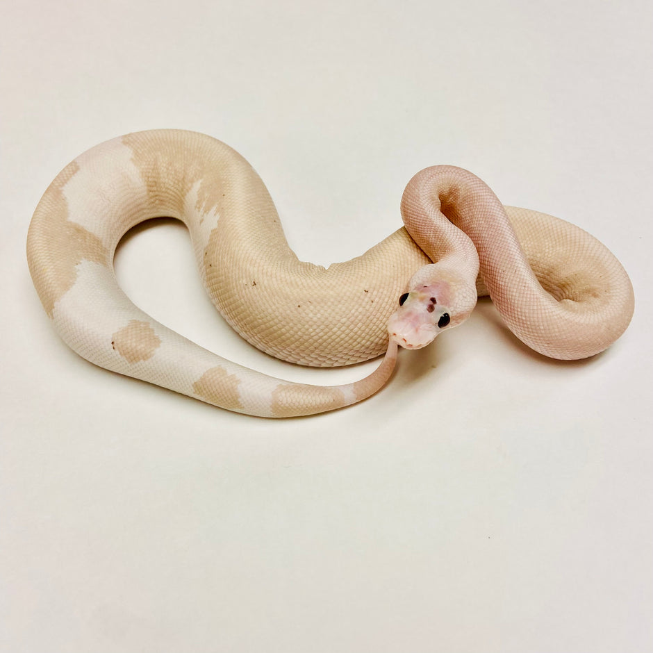 Ball Pythons for Sale at BHB Reptiles - High Quality & Wide Variety in ...