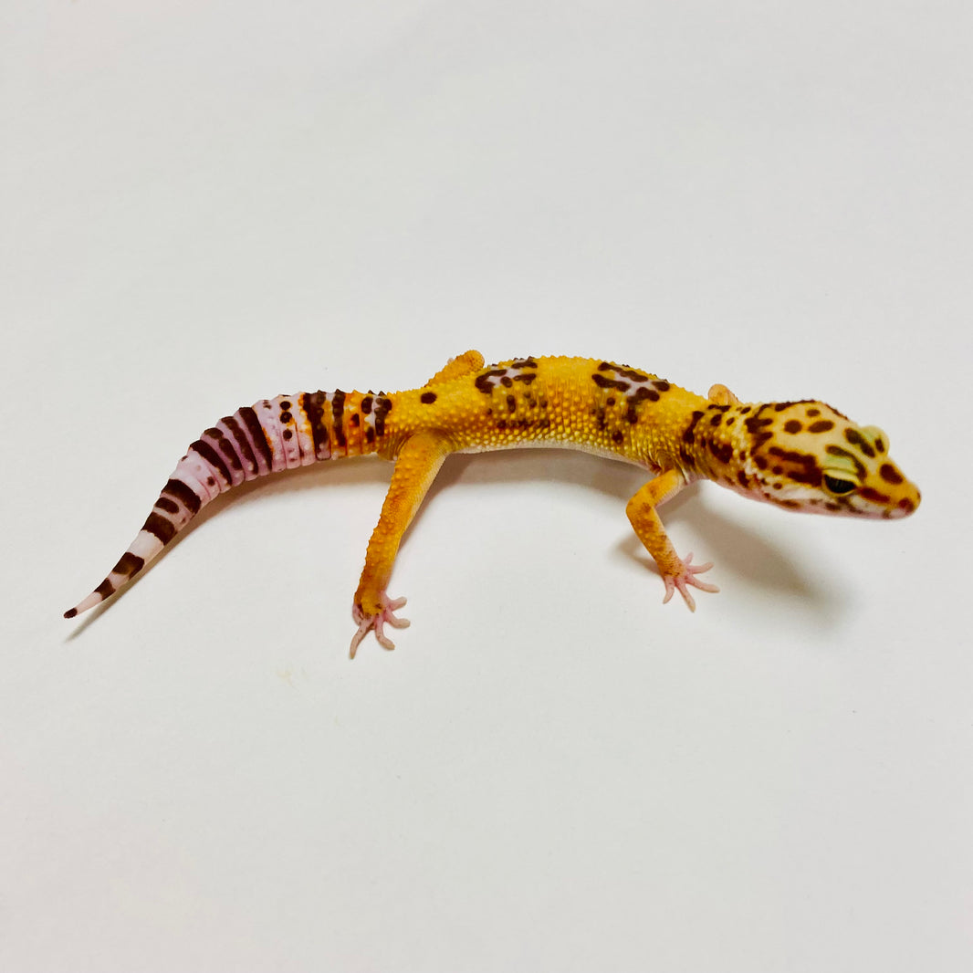 Leopard Geckos for Sale at BHB! Top Quality & Vast Selection in the US ...