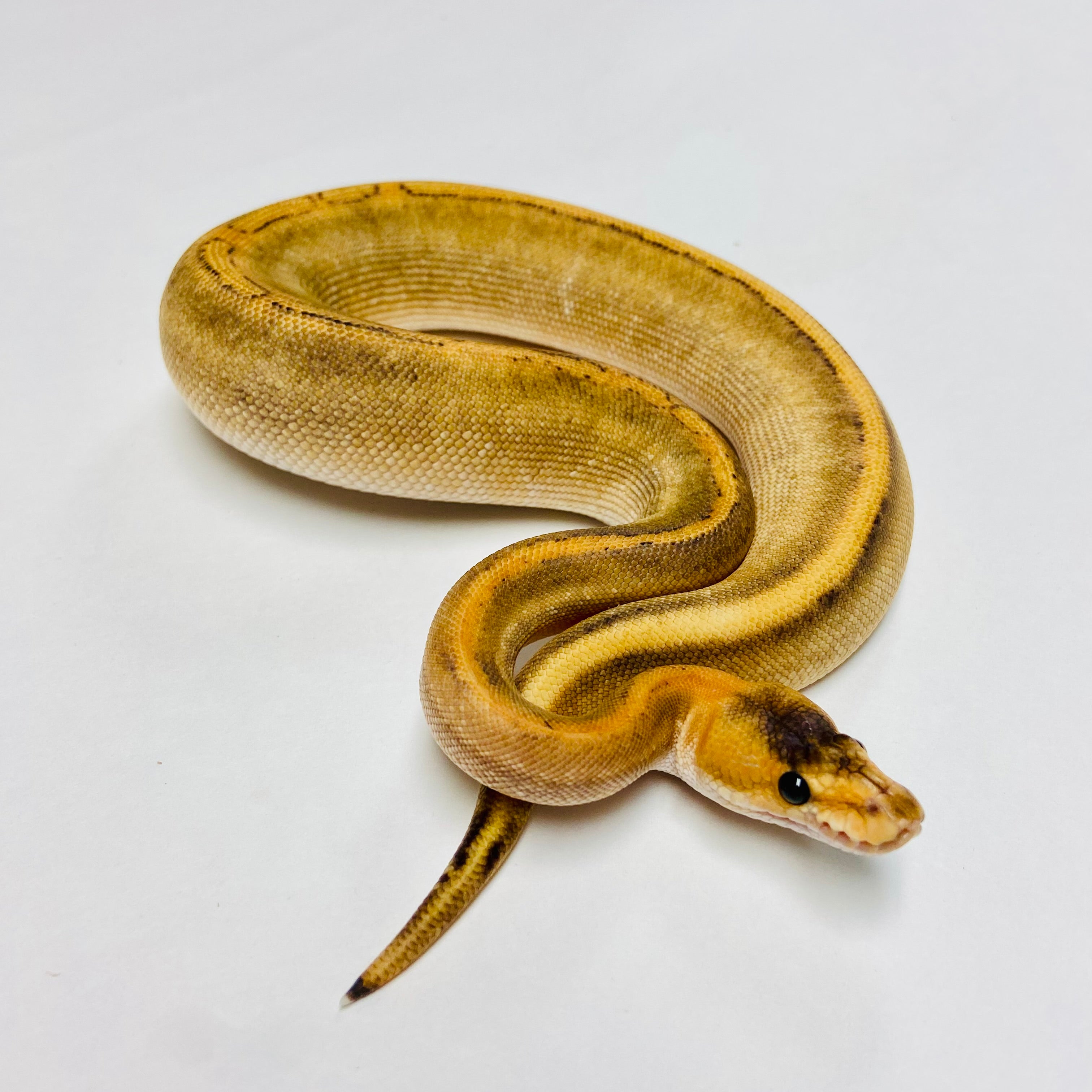 Ball Pythons for Sale at BHB Reptiles - High Quality & Wide Variety in ...