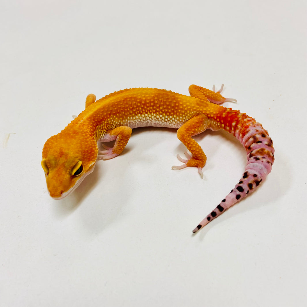 Leopard Geckos for Sale at BHB! Top Quality & Vast Selection in the US ...