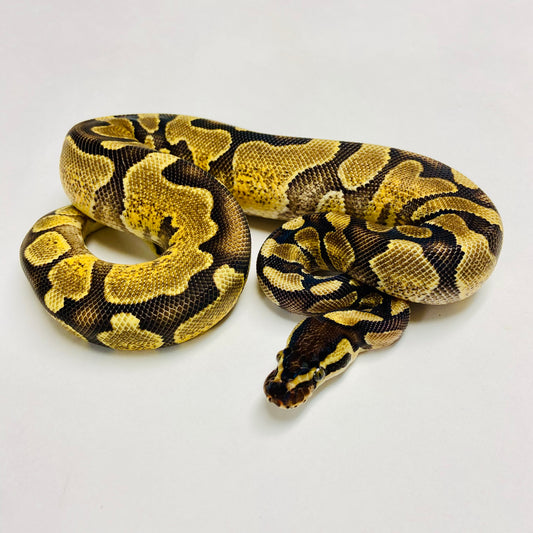 Ball Pythons for Sale at BHB Reptiles - High Quality & Wide Variety in ...