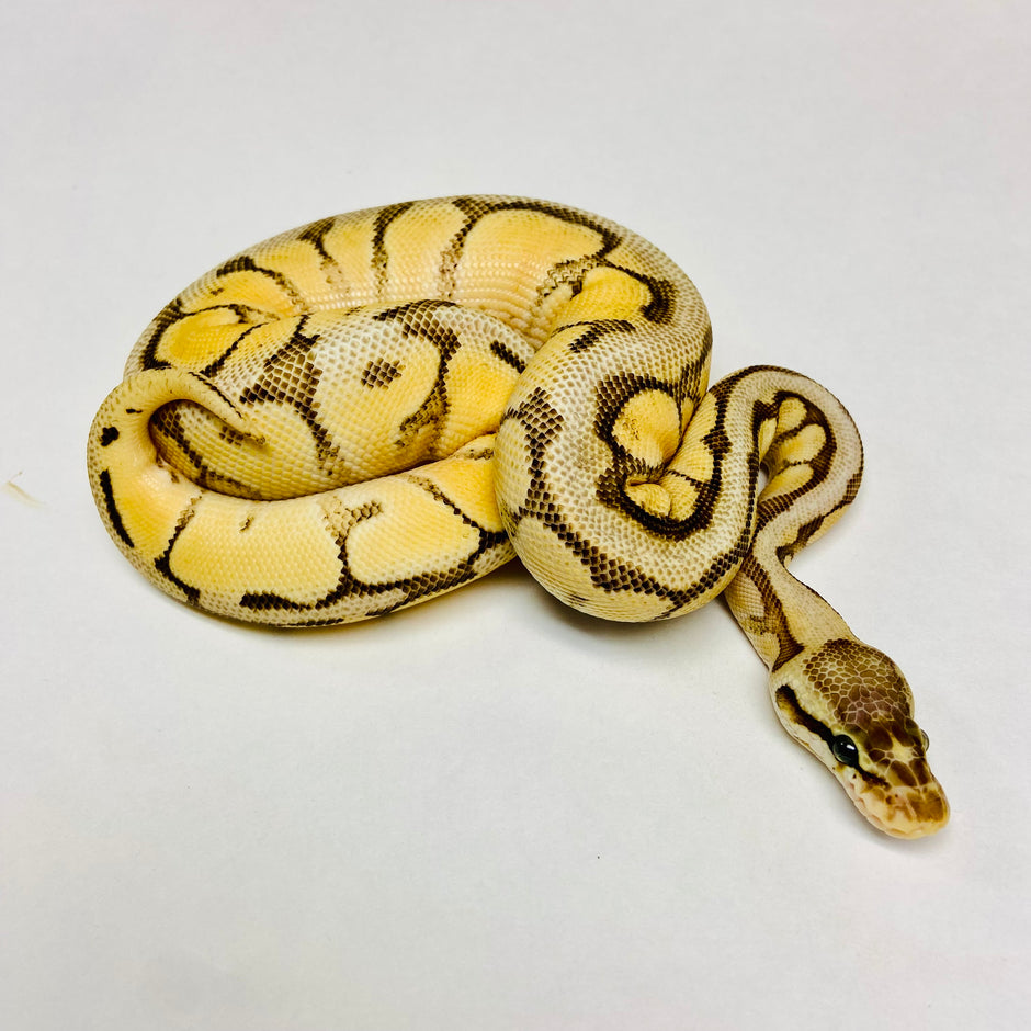 Ball Pythons for Sale at BHB Reptiles - High Quality & Wide Variety in ...