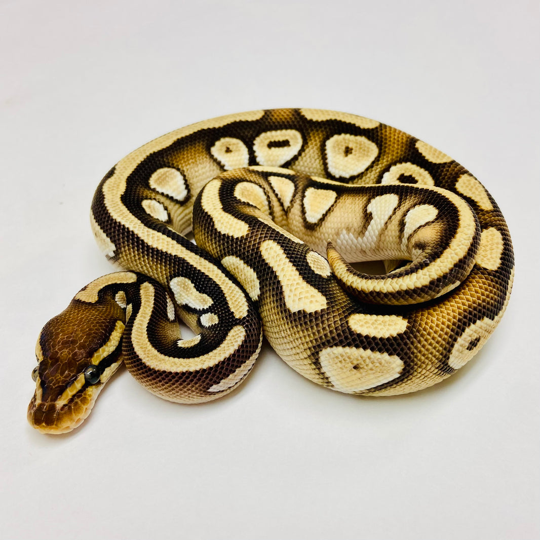 Ball Pythons for Sale at BHB Reptiles - High Quality & Wide Variety in ...