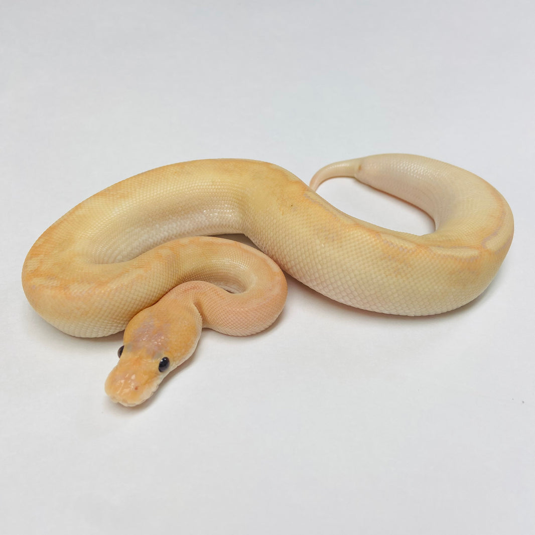 Ball Pythons for Sale at BHB Reptiles - High Quality & Wide Variety in ...