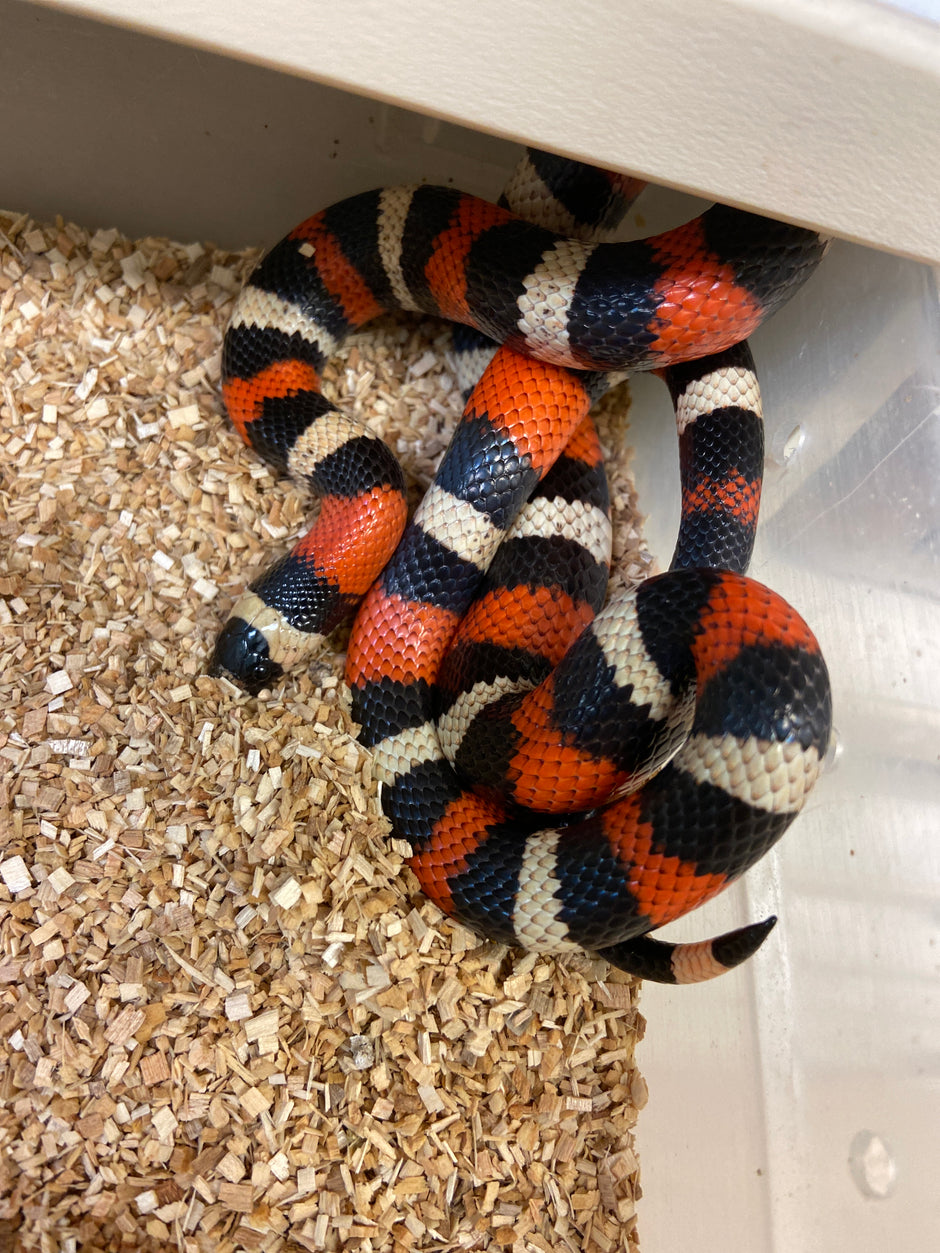 Milk Snakes For Sale - BHB Reptiles