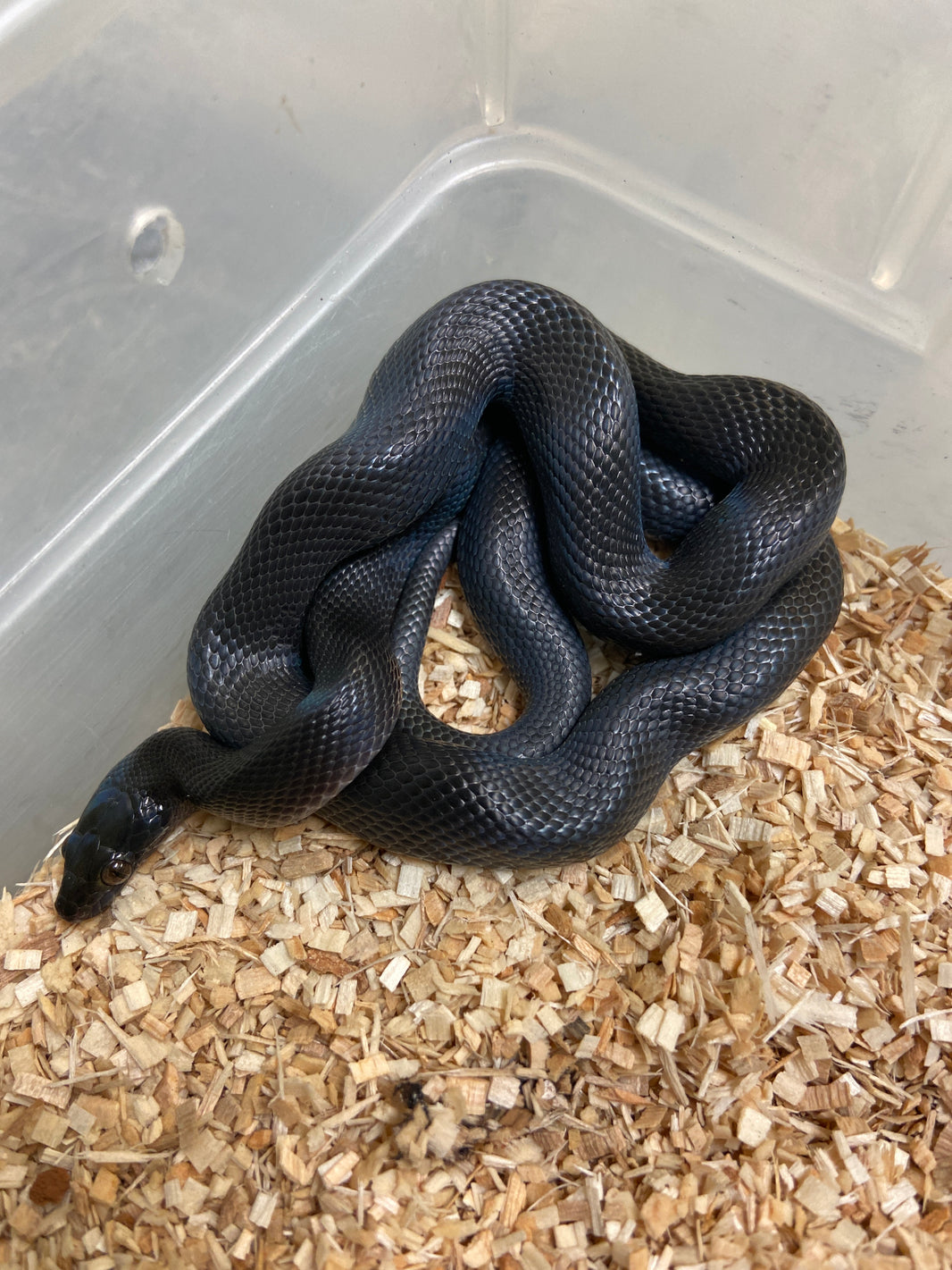 House Snakes – BHB Reptiles