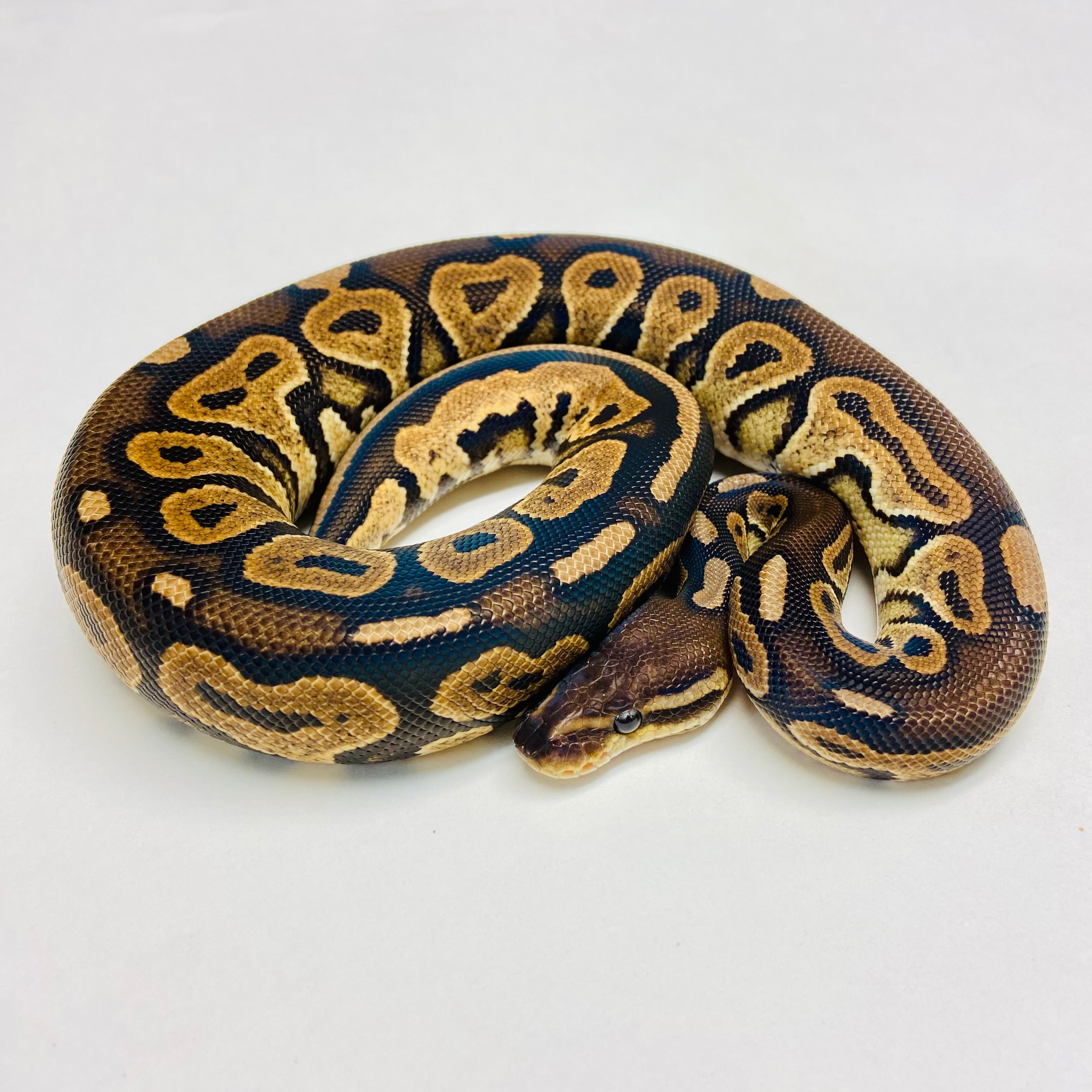 Ball Pythons for Sale at BHB Reptiles - High Quality & Wide Variety in ...