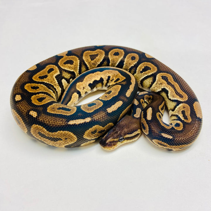 Ball Pythons for Sale at BHB Reptiles - High Quality & Wide Variety in ...