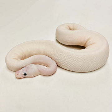 Ball Pythons for Sale at BHB Reptiles - High Quality & Wide Variety in ...