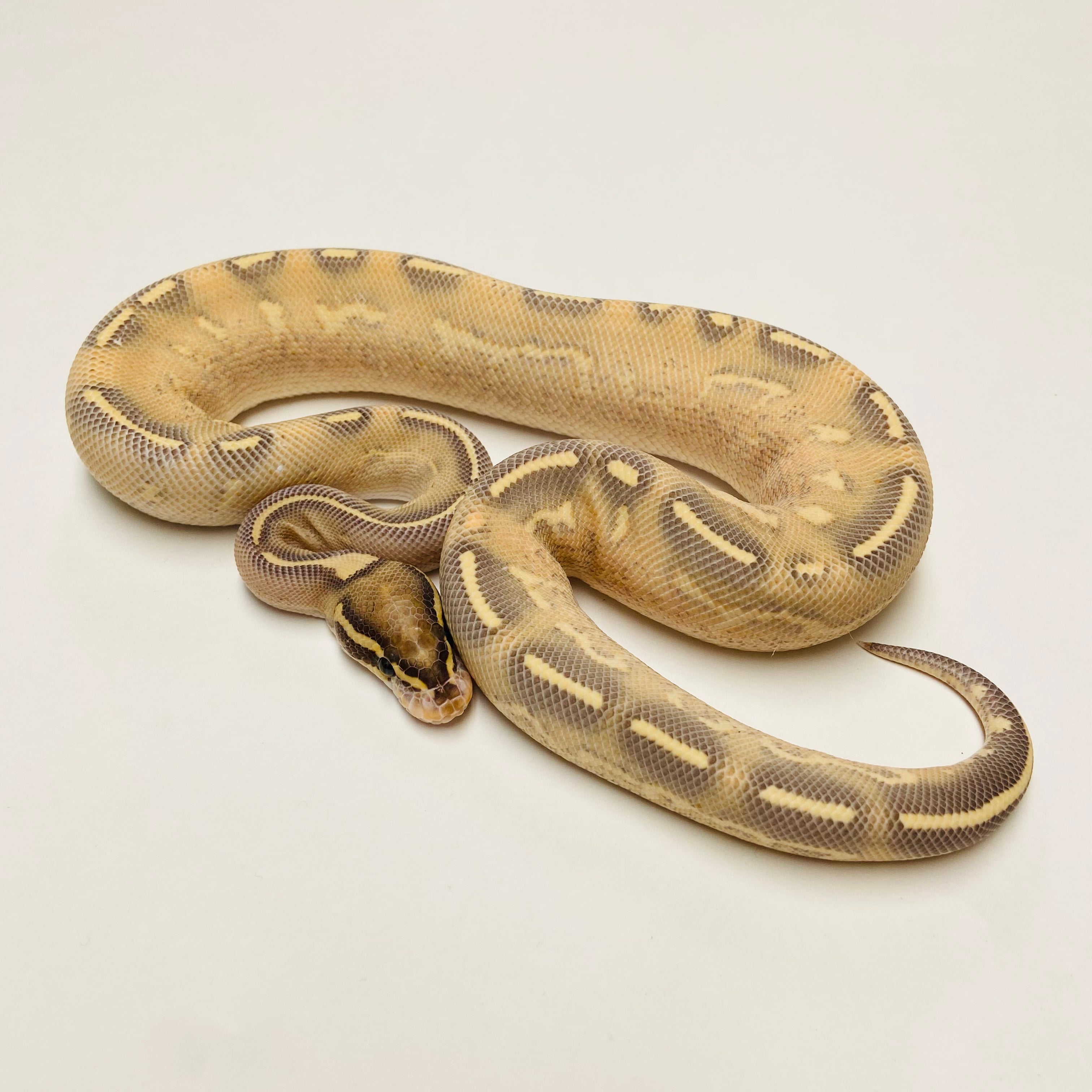 Ball Pythons for Sale at BHB Reptiles - High Quality & Wide Variety in ...