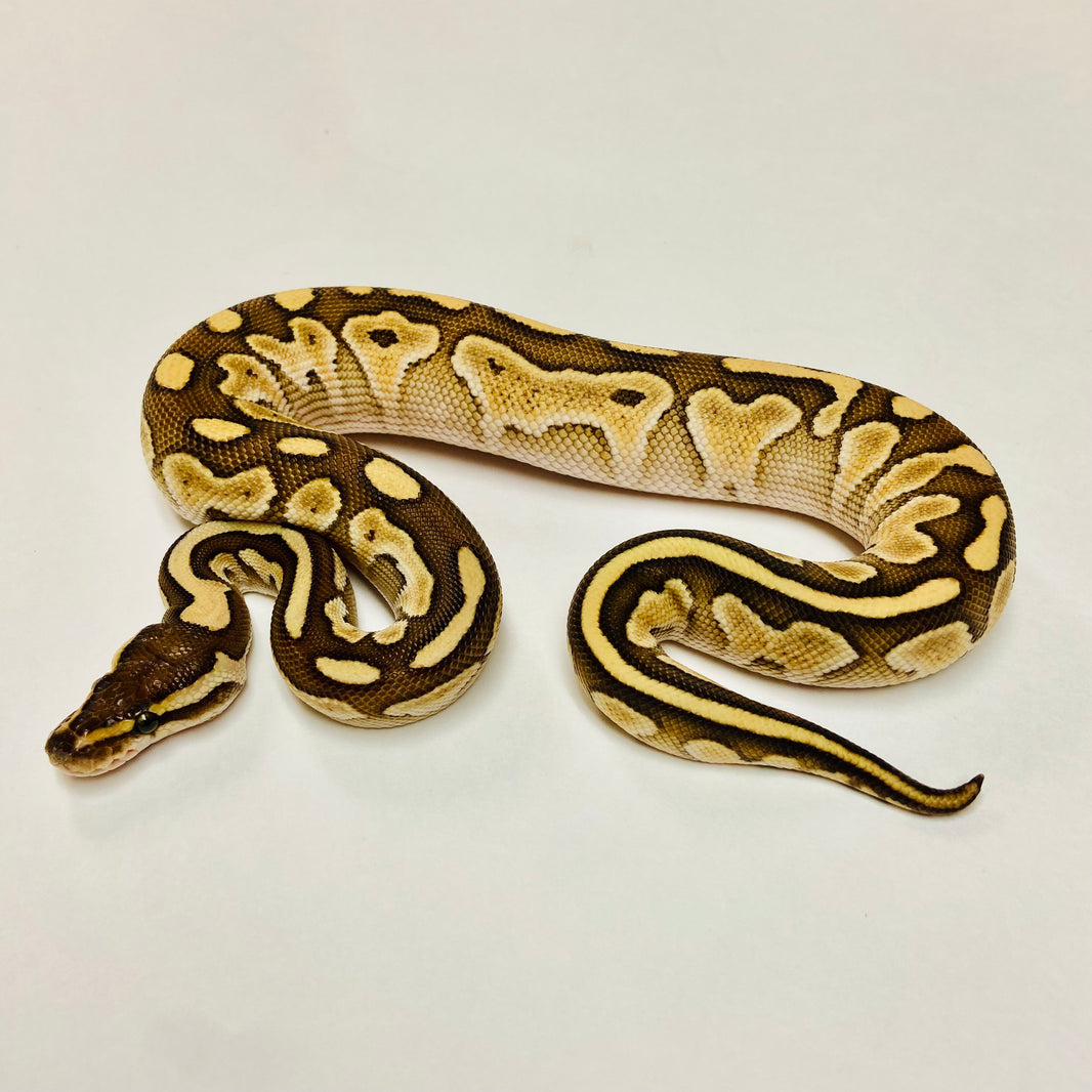 Ball Pythons for Sale at BHB Reptiles - High Quality & Wide Variety in ...