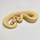 Ball Pythons for Sale at BHB Reptiles - High Quality & Wide Variety in ...