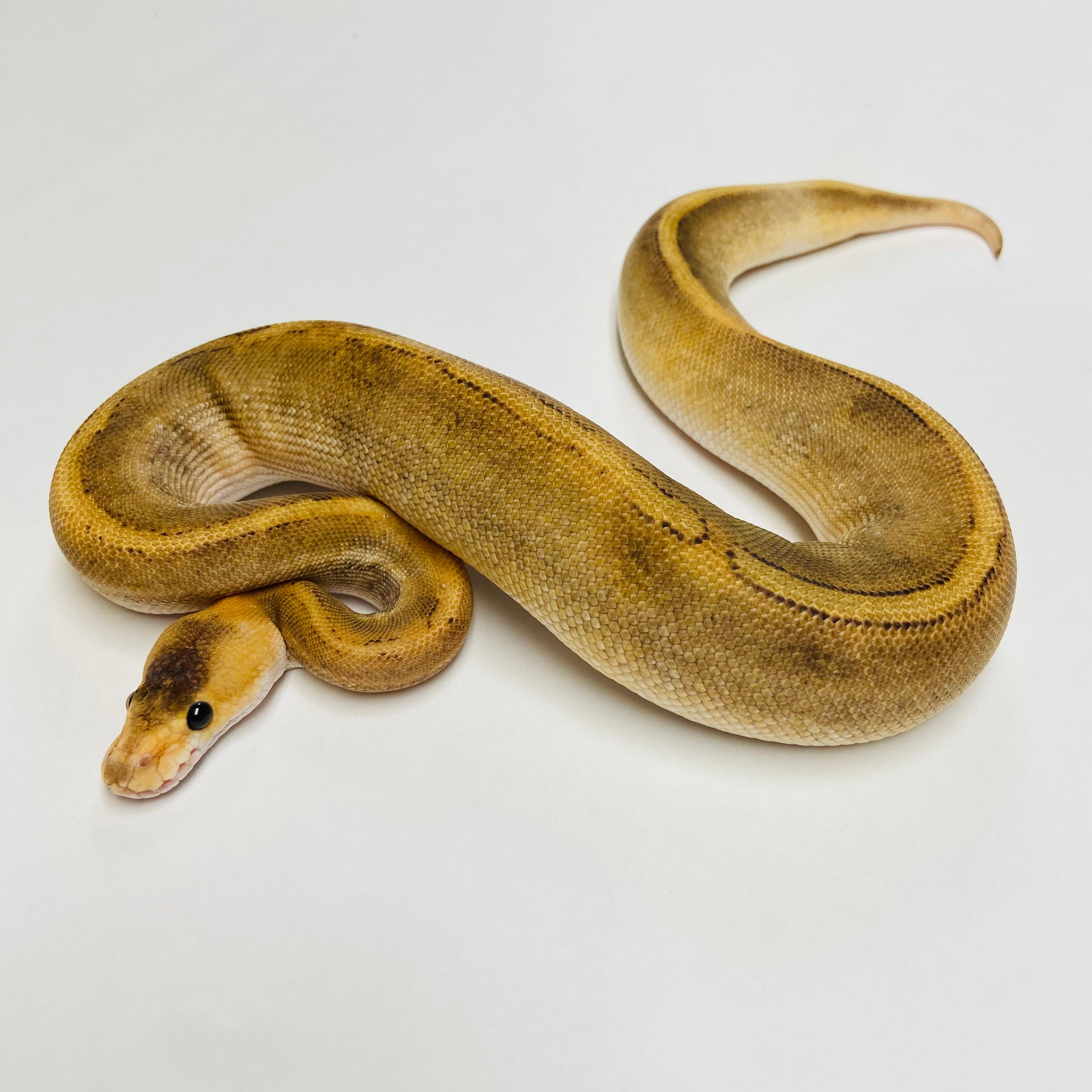 Ball Pythons for Sale at BHB Reptiles - High Quality & Wide Variety in ...