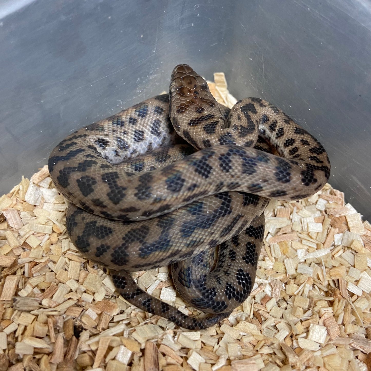 Spotted Python Male 2024M05 – BHB Reptiles