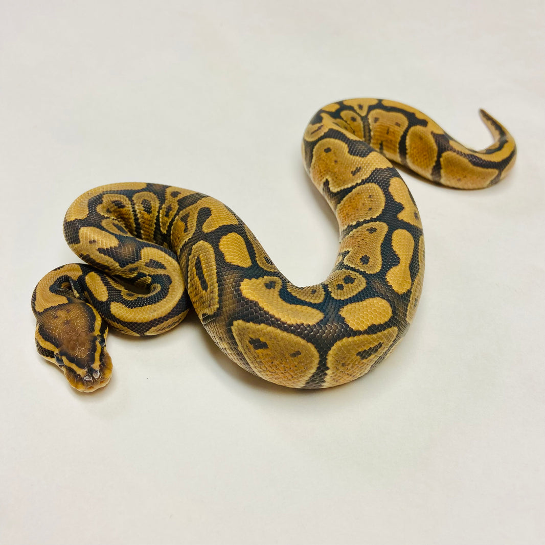Ball Pythons for Sale at BHB Reptiles - High Quality & Wide Variety in ...