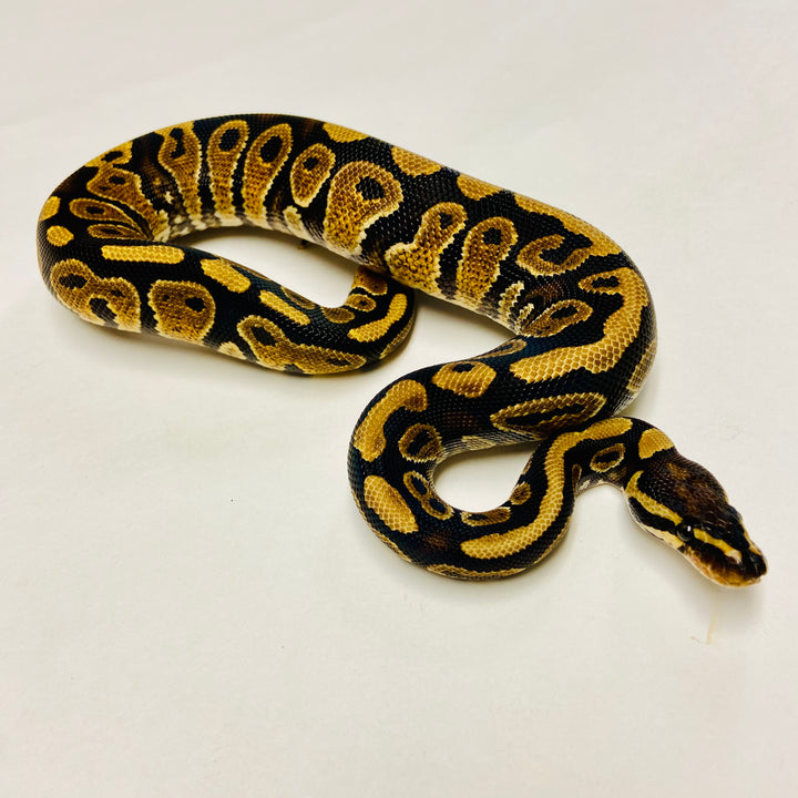 Ball Pythons for Sale at BHB Reptiles - High Quality & Wide Variety in ...