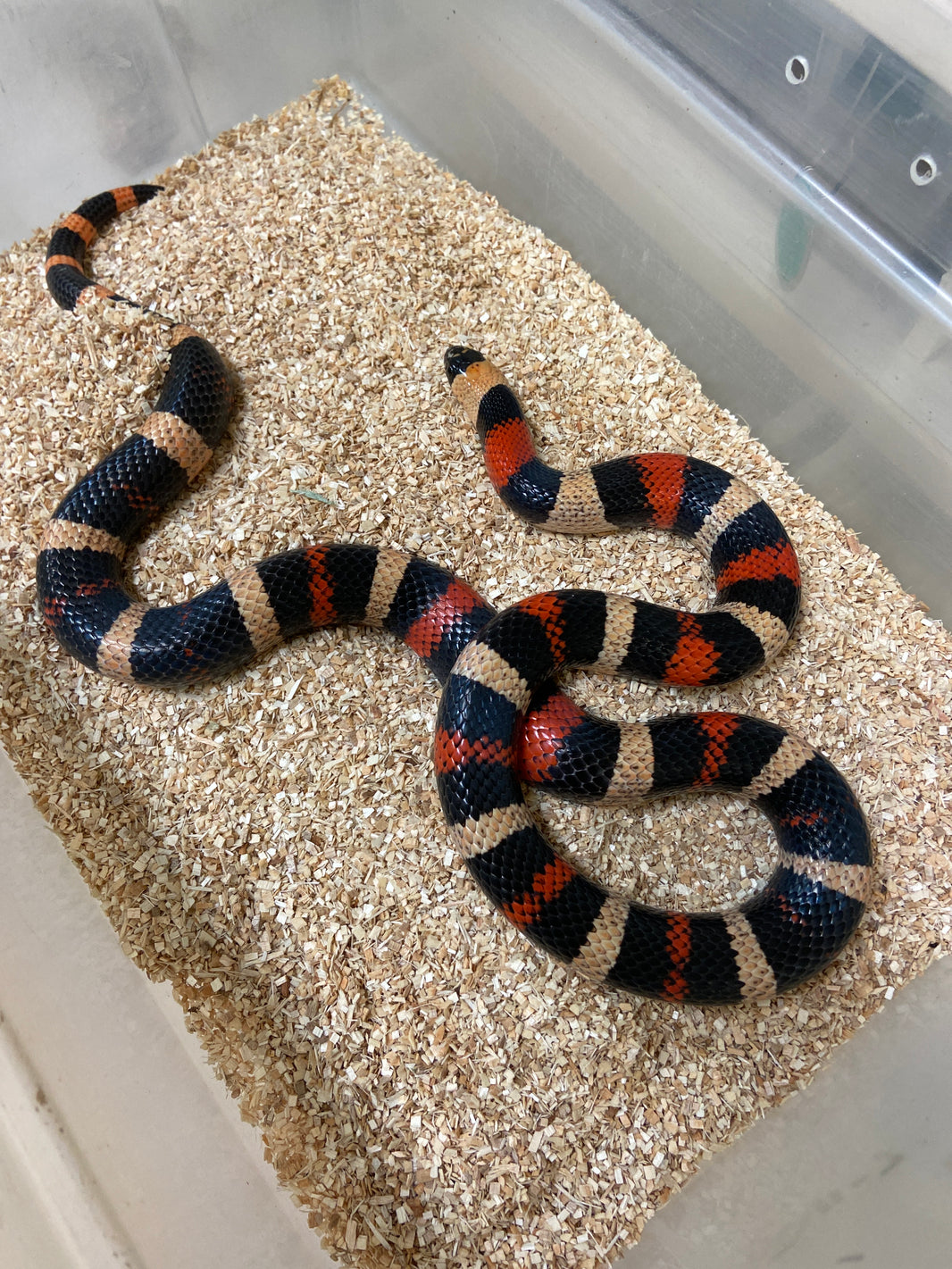 Milk Snakes For Sale - BHB Reptiles