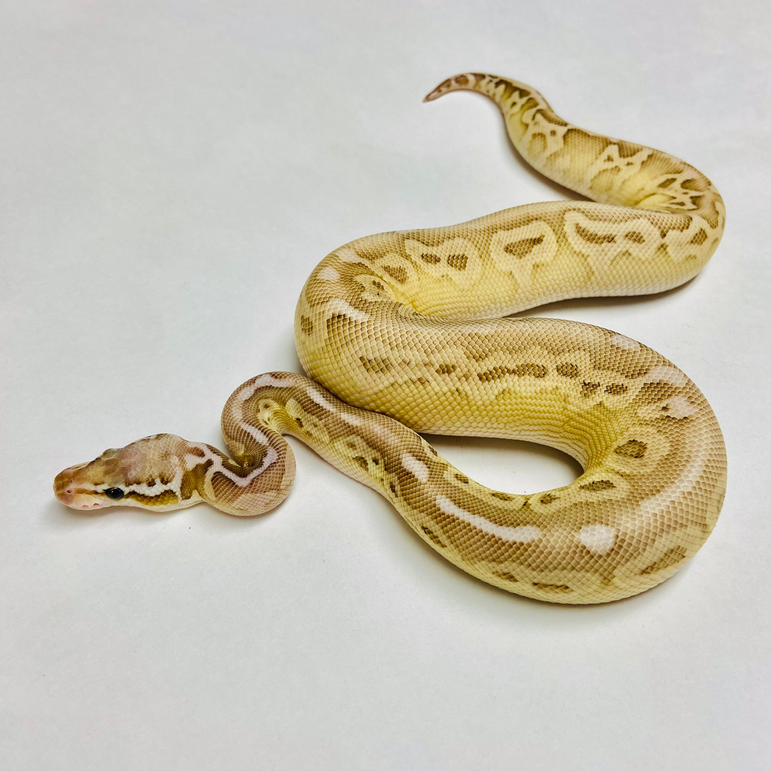 Ball Pythons for Sale at BHB Reptiles - High Quality & Wide Variety in ...