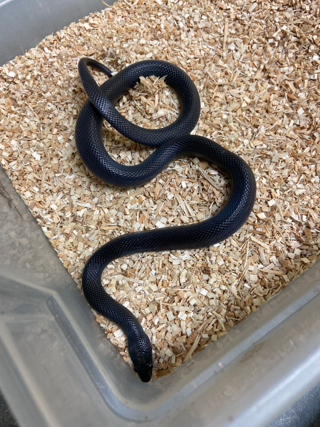 House Snakes – BHB Reptiles