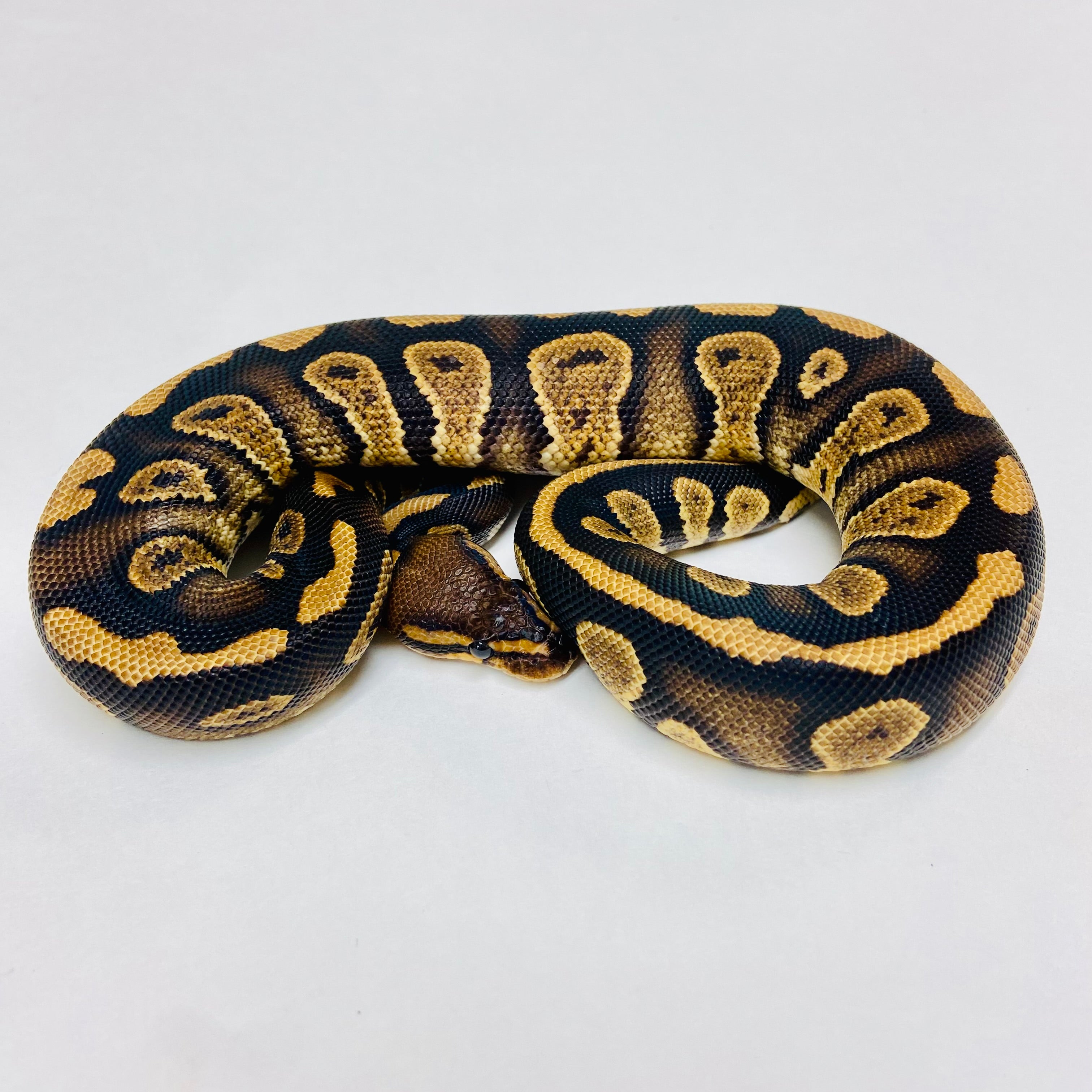 Ball Pythons for Sale at BHB Reptiles - High Quality & Wide Variety in ...