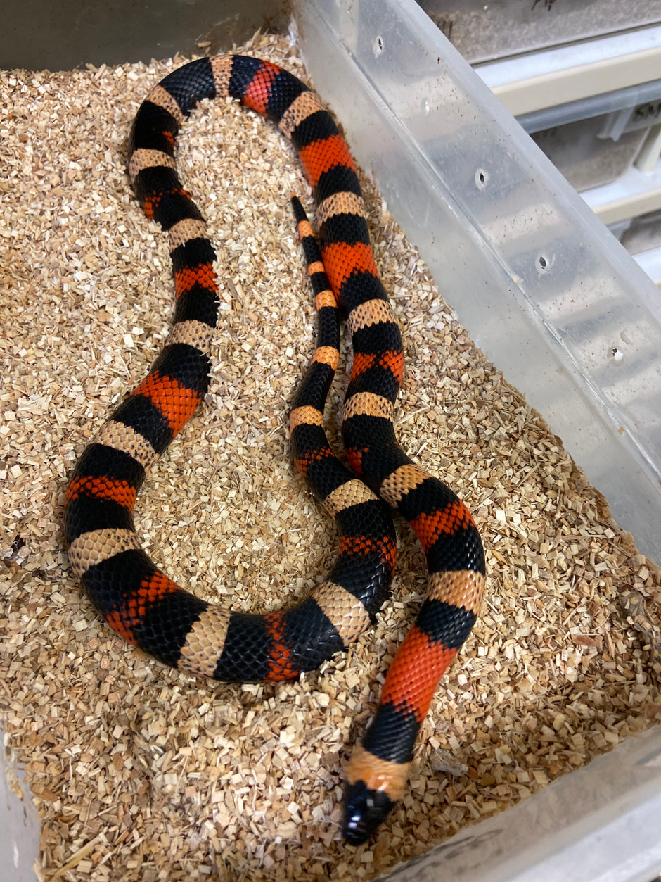Milk Snakes For Sale - BHB Reptiles
