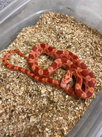 Corn Snakes For Sale I Purchase Corn Snakes Online Or Pickup Today ...