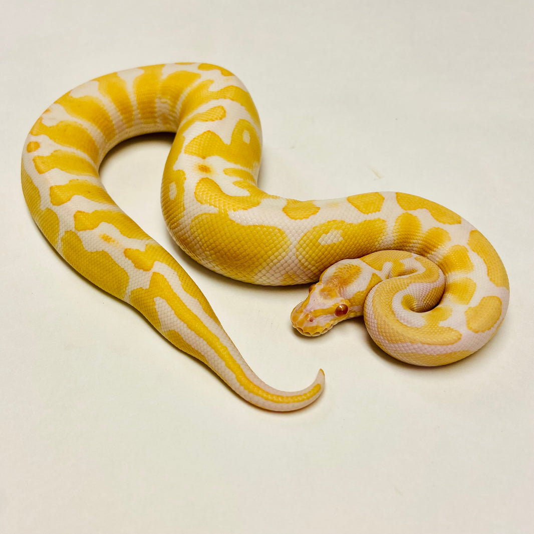 Ball Pythons for Sale at BHB Reptiles - High Quality & Wide Variety in ...