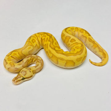 Ball Pythons for Sale at BHB Reptiles - High Quality & Wide Variety in ...