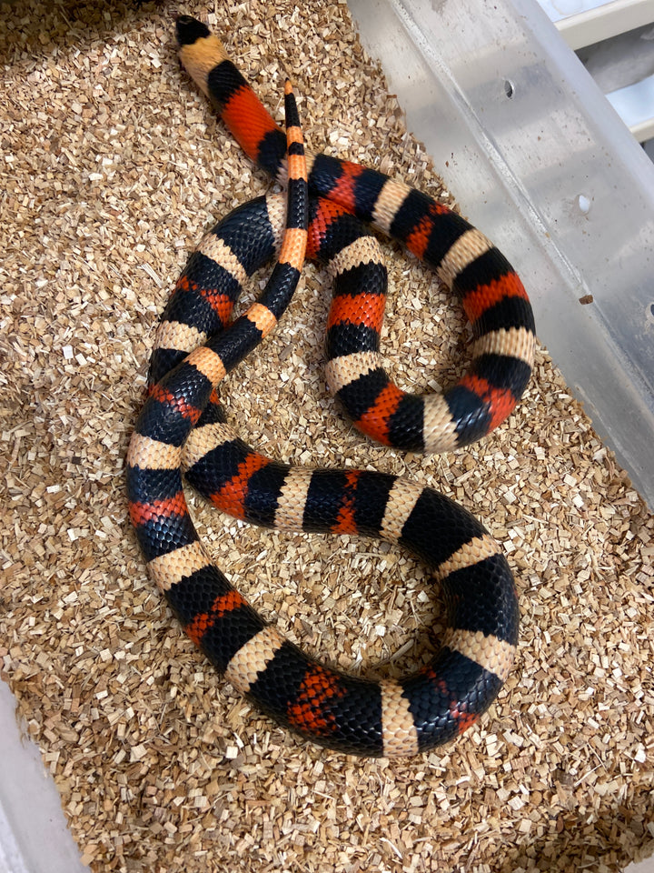 Milk Snakes For Sale - BHB Reptiles