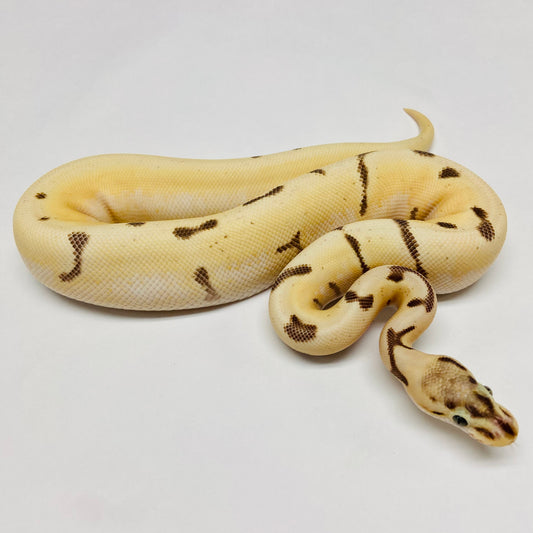 Ball Pythons for Sale at BHB Reptiles - High Quality & Wide Variety in ...
