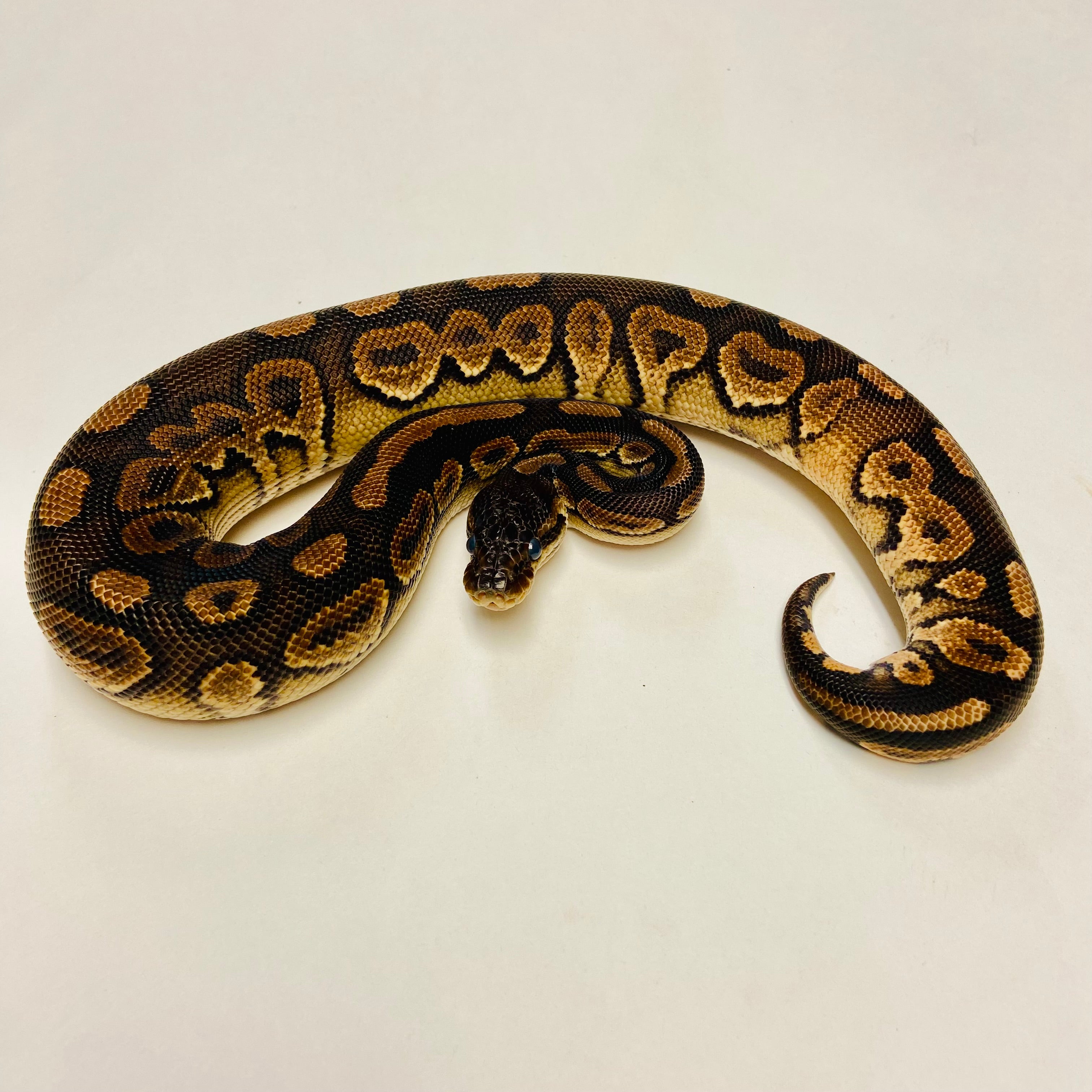 Ball Pythons for Sale at BHB Reptiles - High Quality & Wide Variety in ...