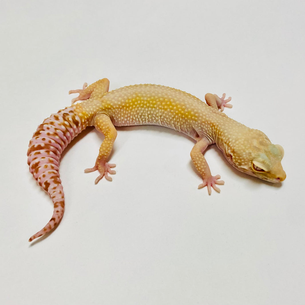 Adult Leopard Geckos For Sale - BHB Reptiles - Shipping & Pickup